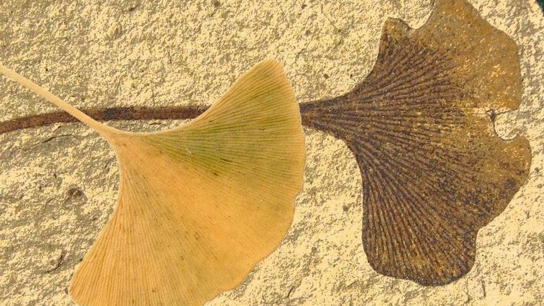 GINKGO BILOBA, A PREHISTORIC SUPER-TREE!