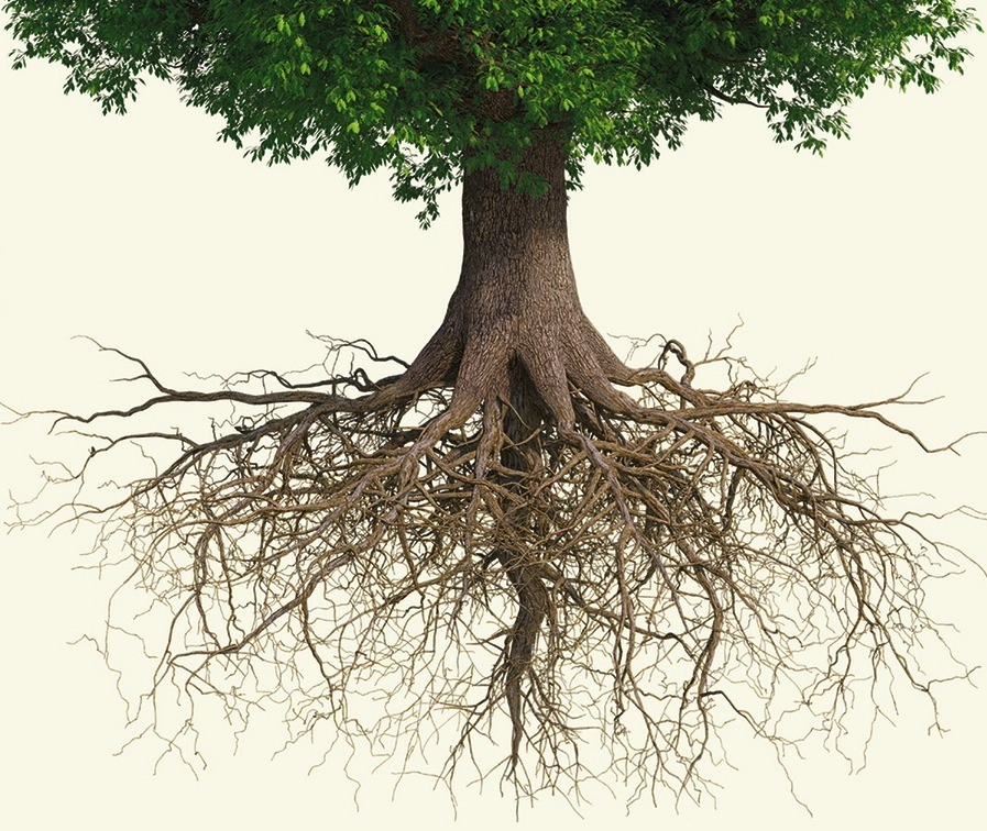 WHEN SHOULD YOU HAVE A TREE REMOVED 