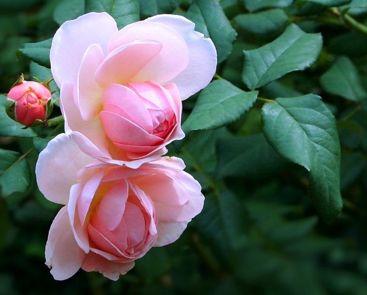 More Roses Planted In Blackbrook House Gardens