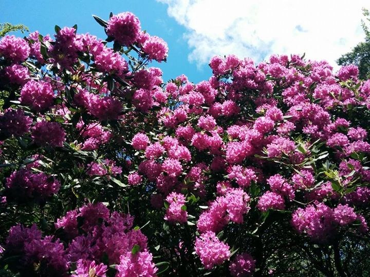150 Year Old Rhododendron In The Grounds Of Blackbrook House