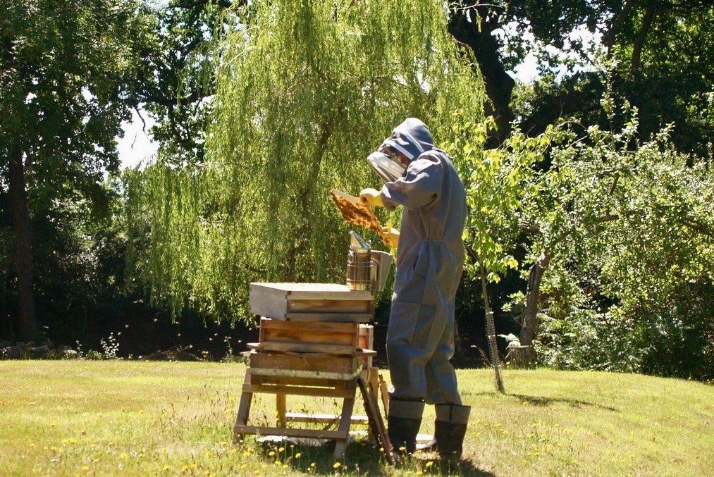 Lakeside Bee Services - Hampshire