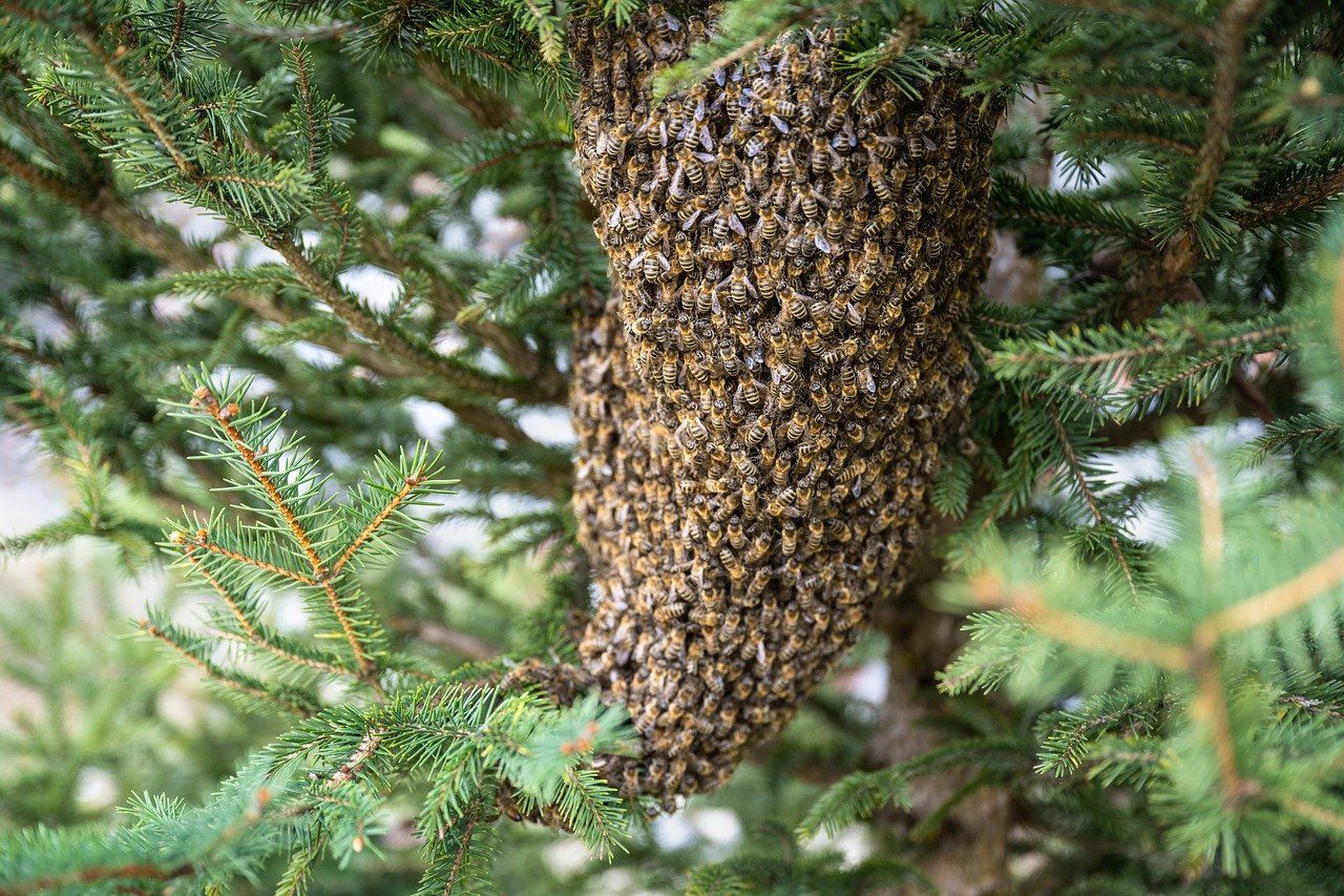 Why Do Bees Swarm?